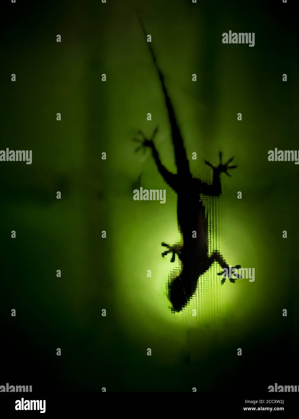House gecko shadow spotted on green backlight of the textured glass ...