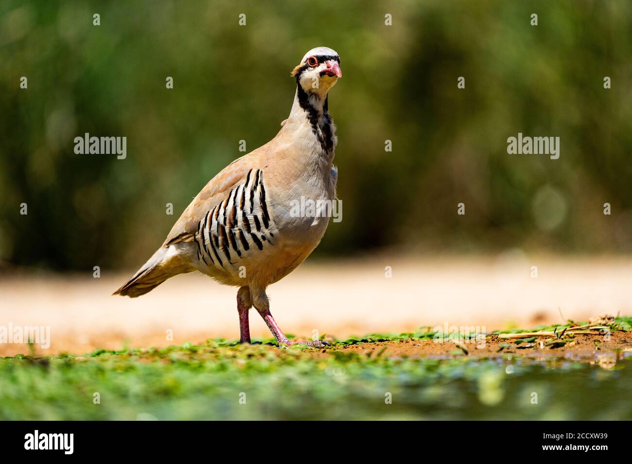 Chukar Partridge or Chukar (Alectoris chukar) Photographed in Israel ...