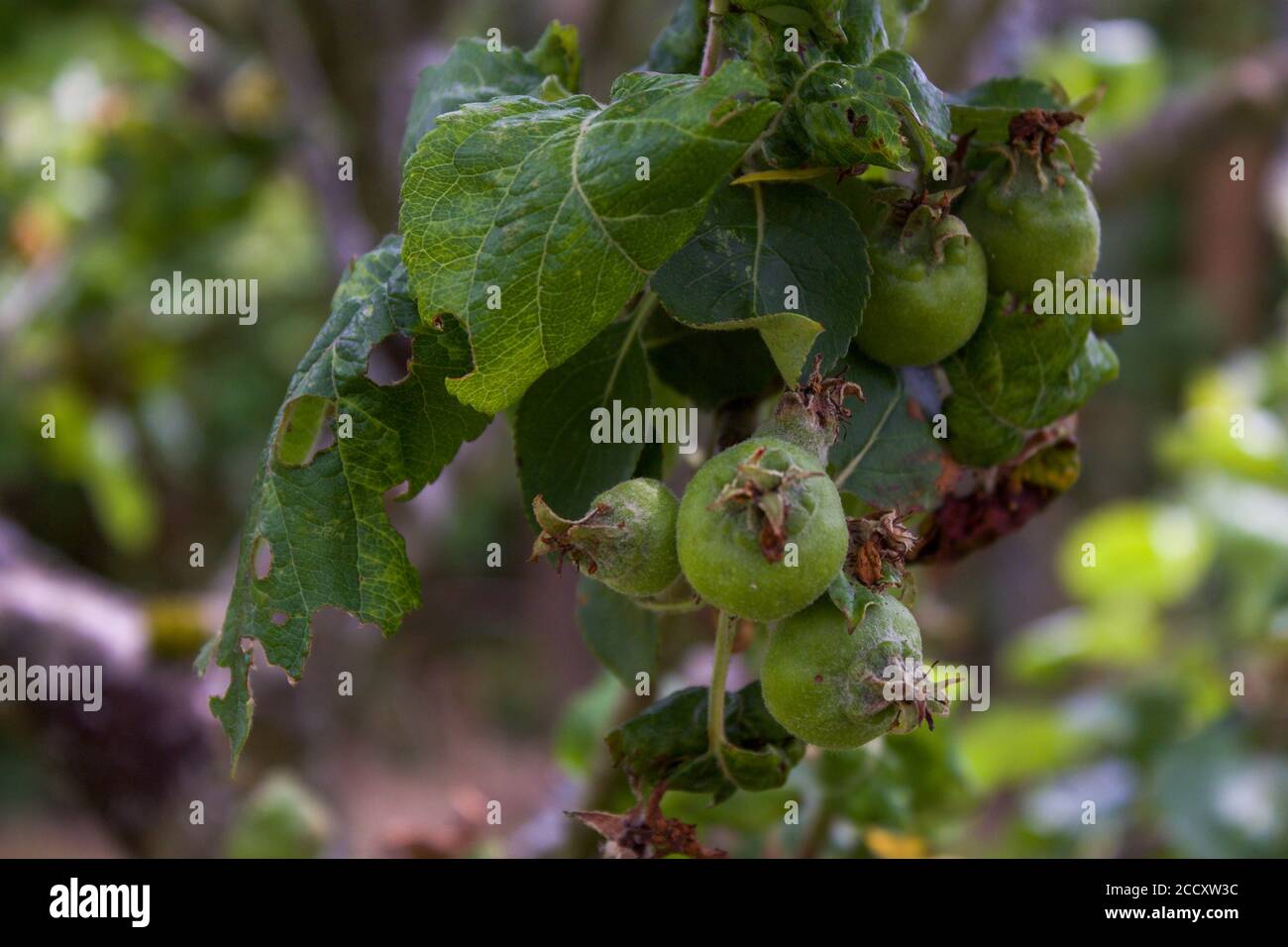 Paradise apple tree hi-res stock photography and images - Alamy