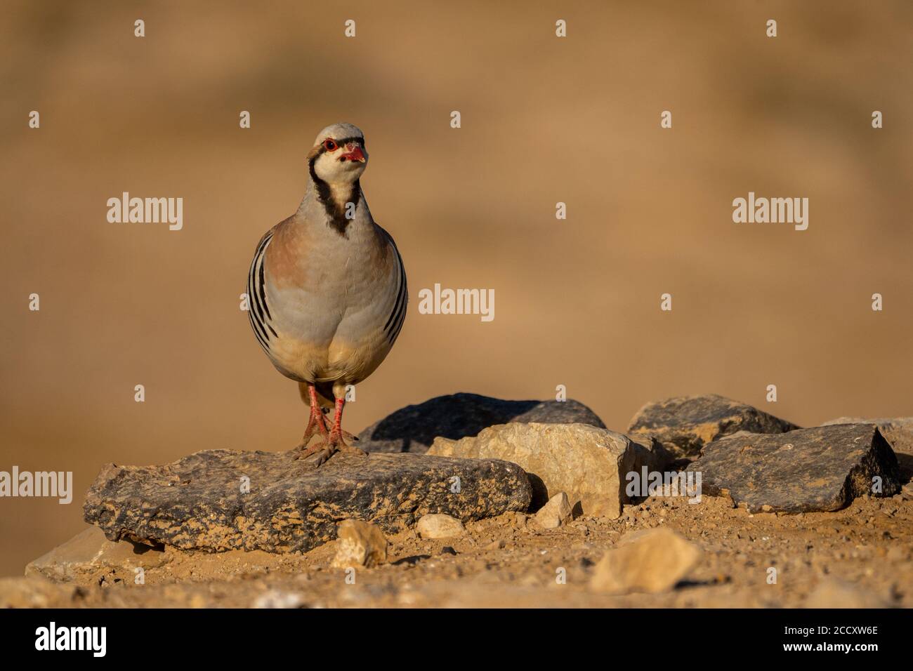 Chukar Partridge or Chukar (Alectoris chukar) Photographed in Israel ...