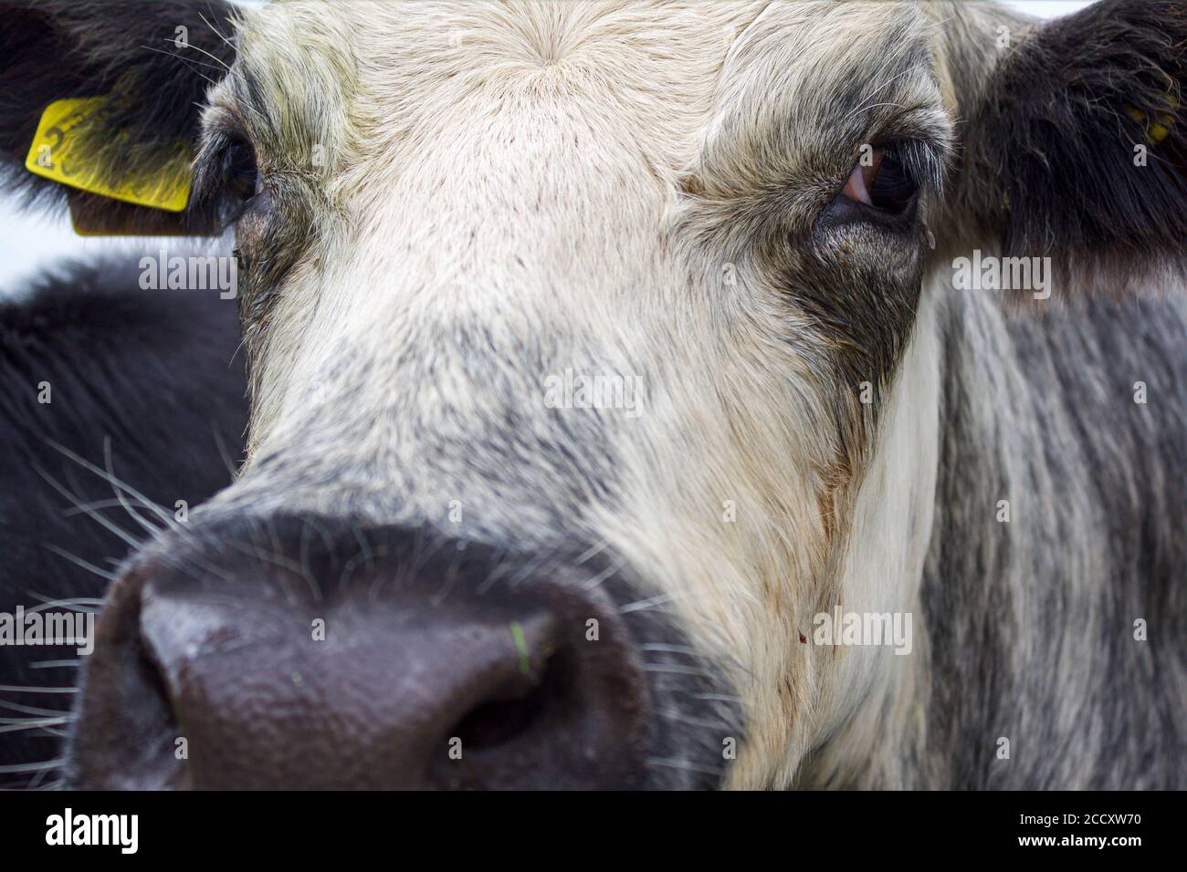 Blue albion cattle hi-res stock photography and images - Alamy