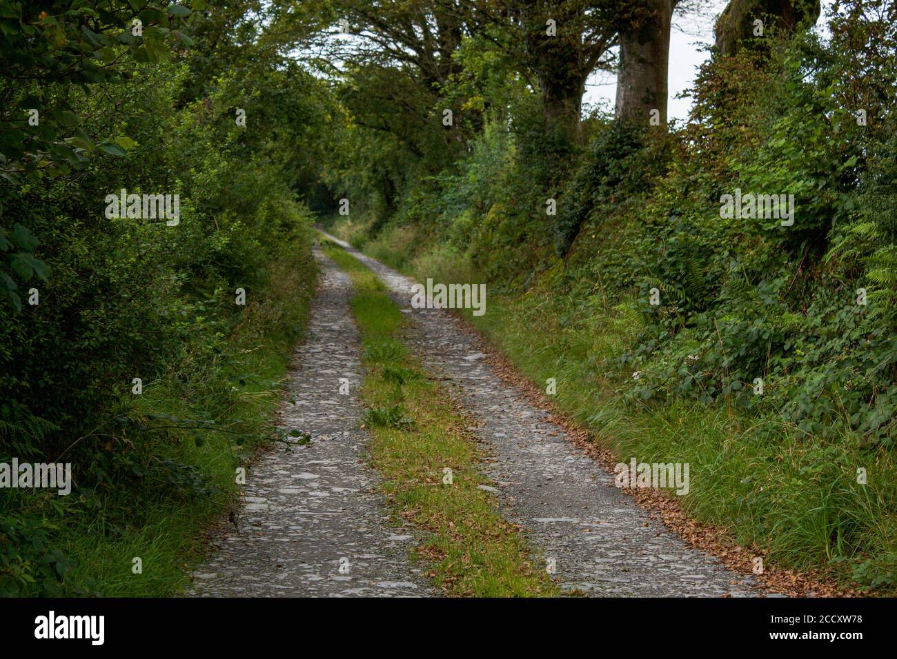 Track leading to a farm and barns Stock Photo - Alamy
