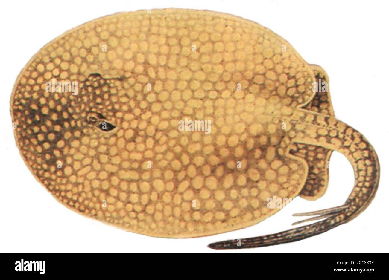 Arraia hi-res stock photography and images - Alamy