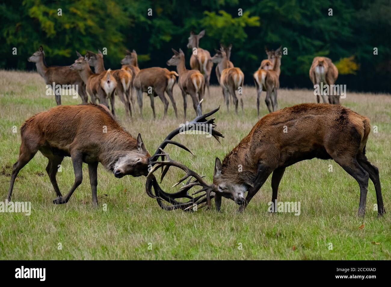 Red deer fight germany hi-res stock photography and images - Alamy