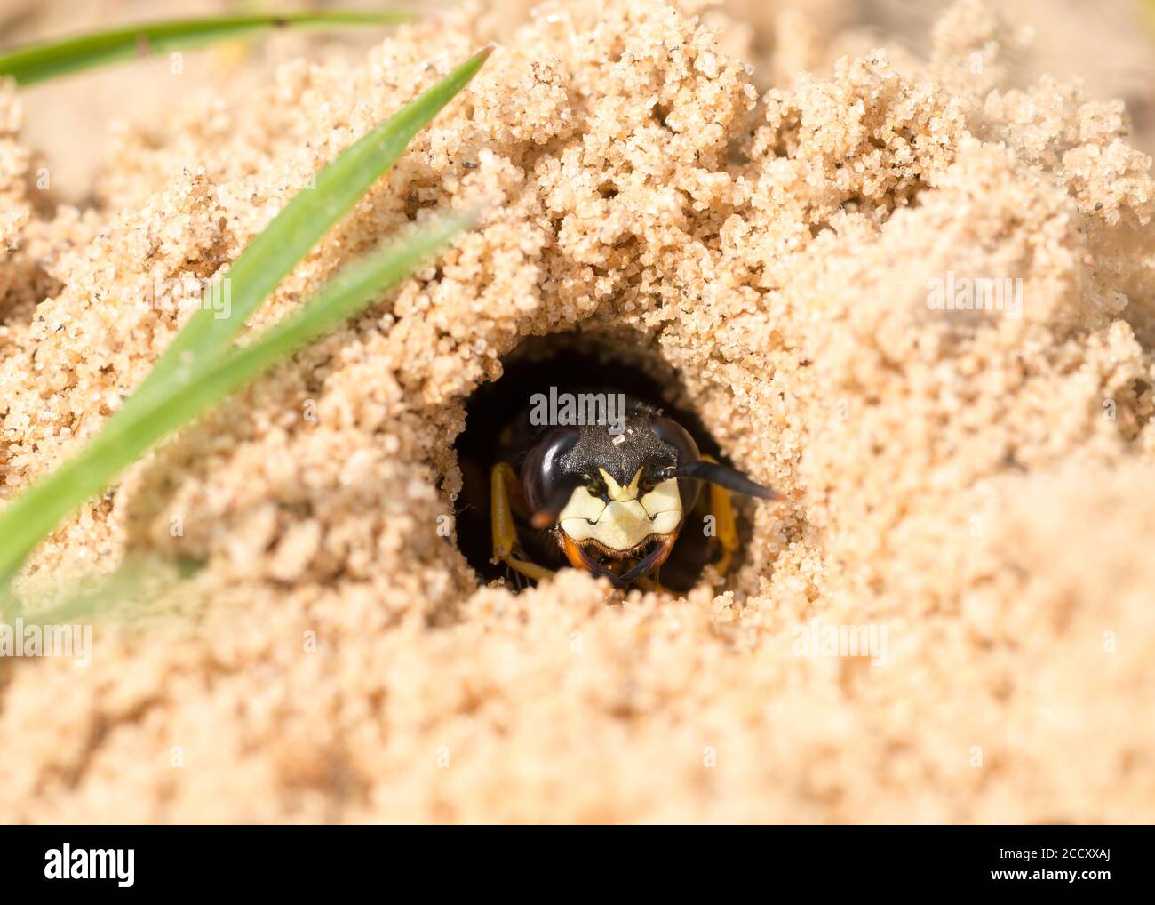European European beewolf (Philanthus triangulum), female, looking out ...
