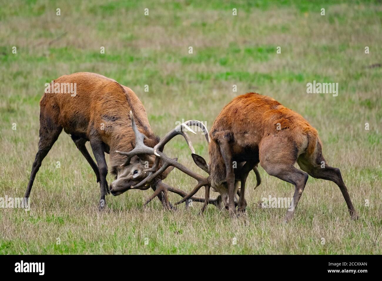 Red deer fight germany hi-res stock photography and images - Alamy
