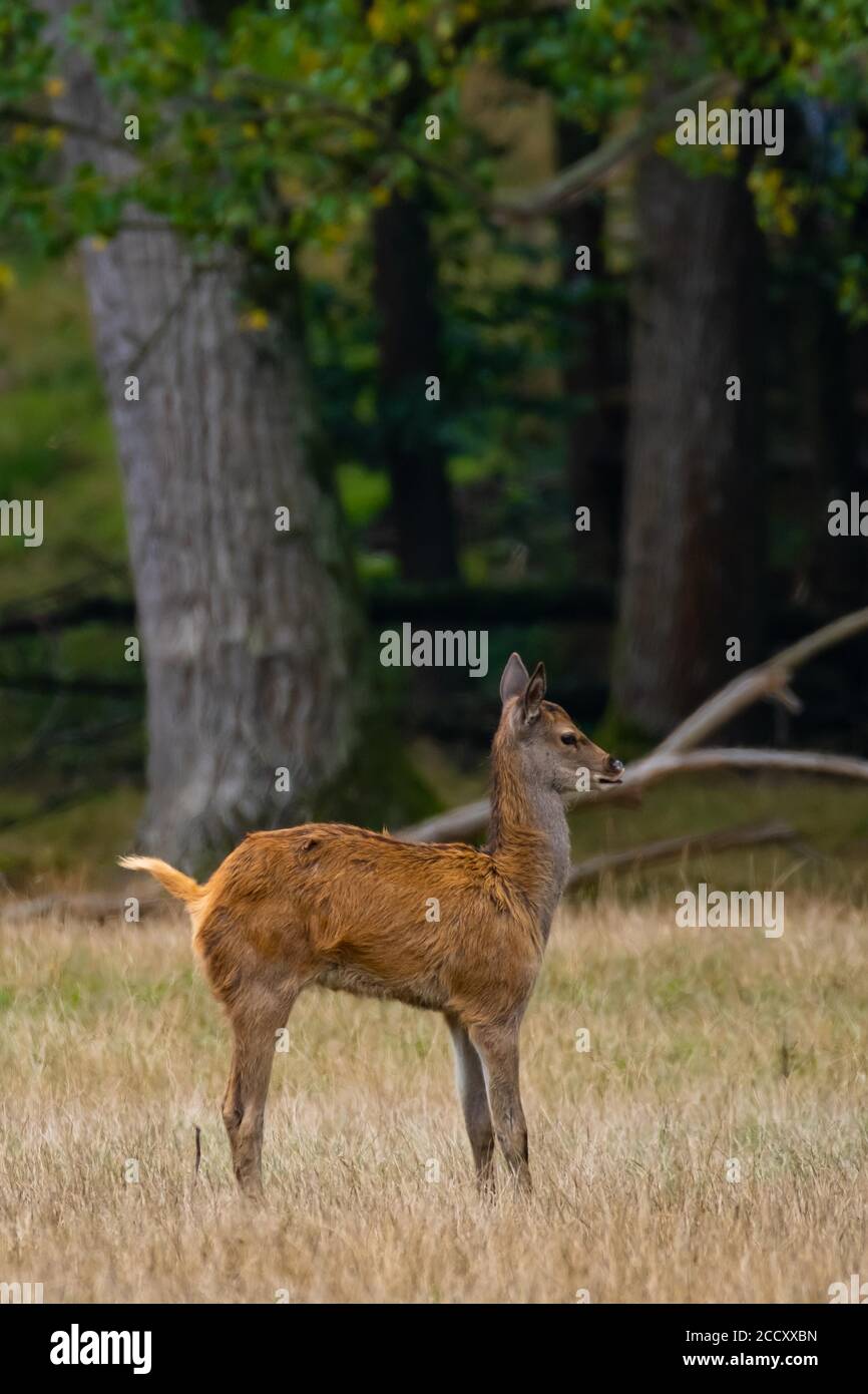 Calf stretch hi-res stock photography and images - Alamy