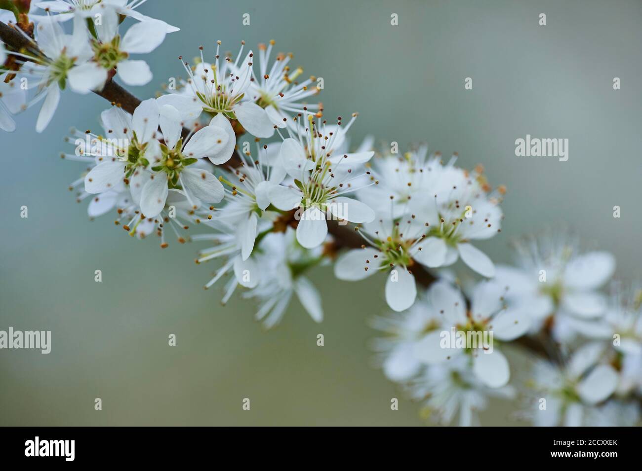 Blackthorn (Prunus spinosa) flowering, Bavaria, Germany Stock Photo - Alamy
