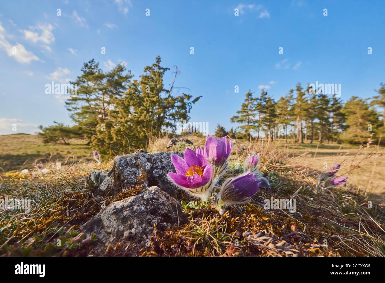 Pasque flower (Pulsatilla vulgaris ), flowering, Bavaria, Germany Stock ...