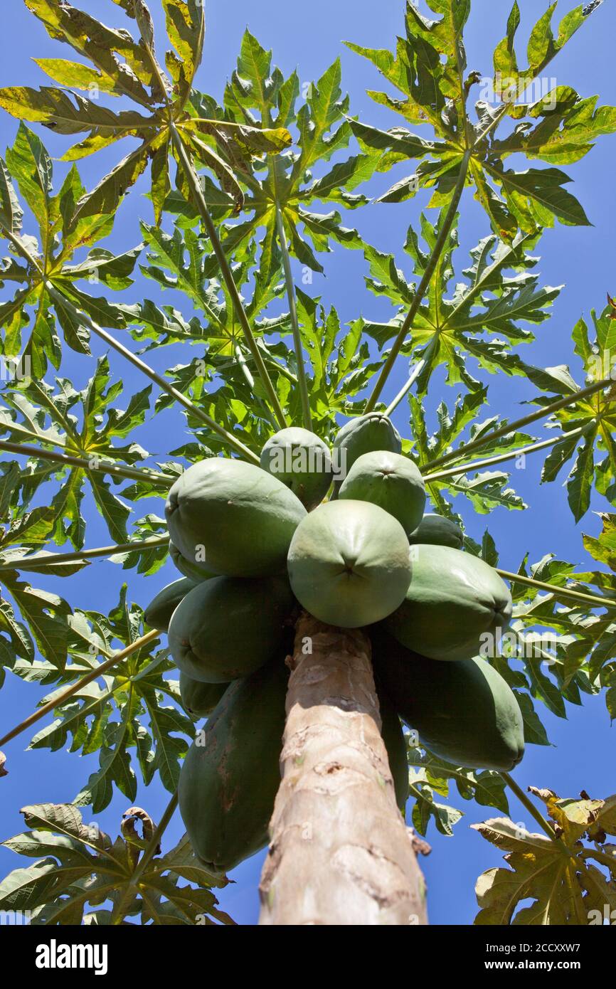 Agriculture fruit papaya hi-res stock photography and images - Alamy