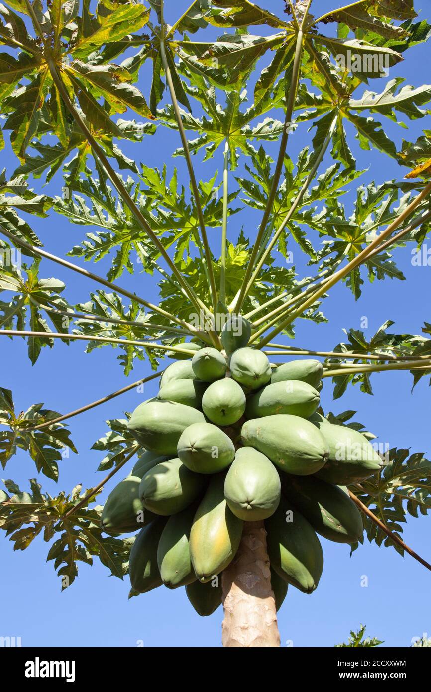Agriculture fruit papaya hi-res stock photography and images - Alamy