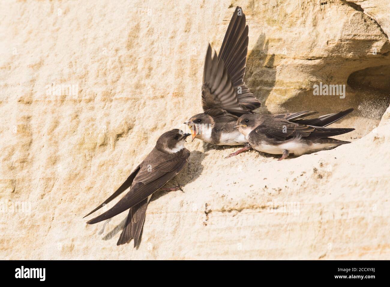 Sand Martins (Riparia riparia), Feeding of young birds, Emsland, Lower ...