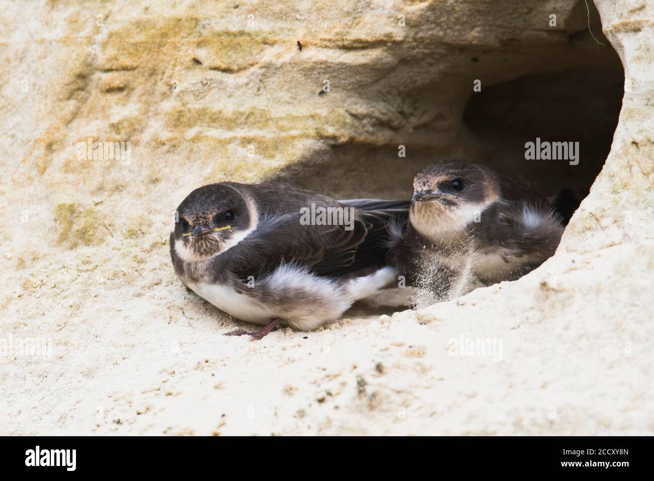 Sand Martins (Riparia riparia), young birds, Emsland, Lower Saxony ...