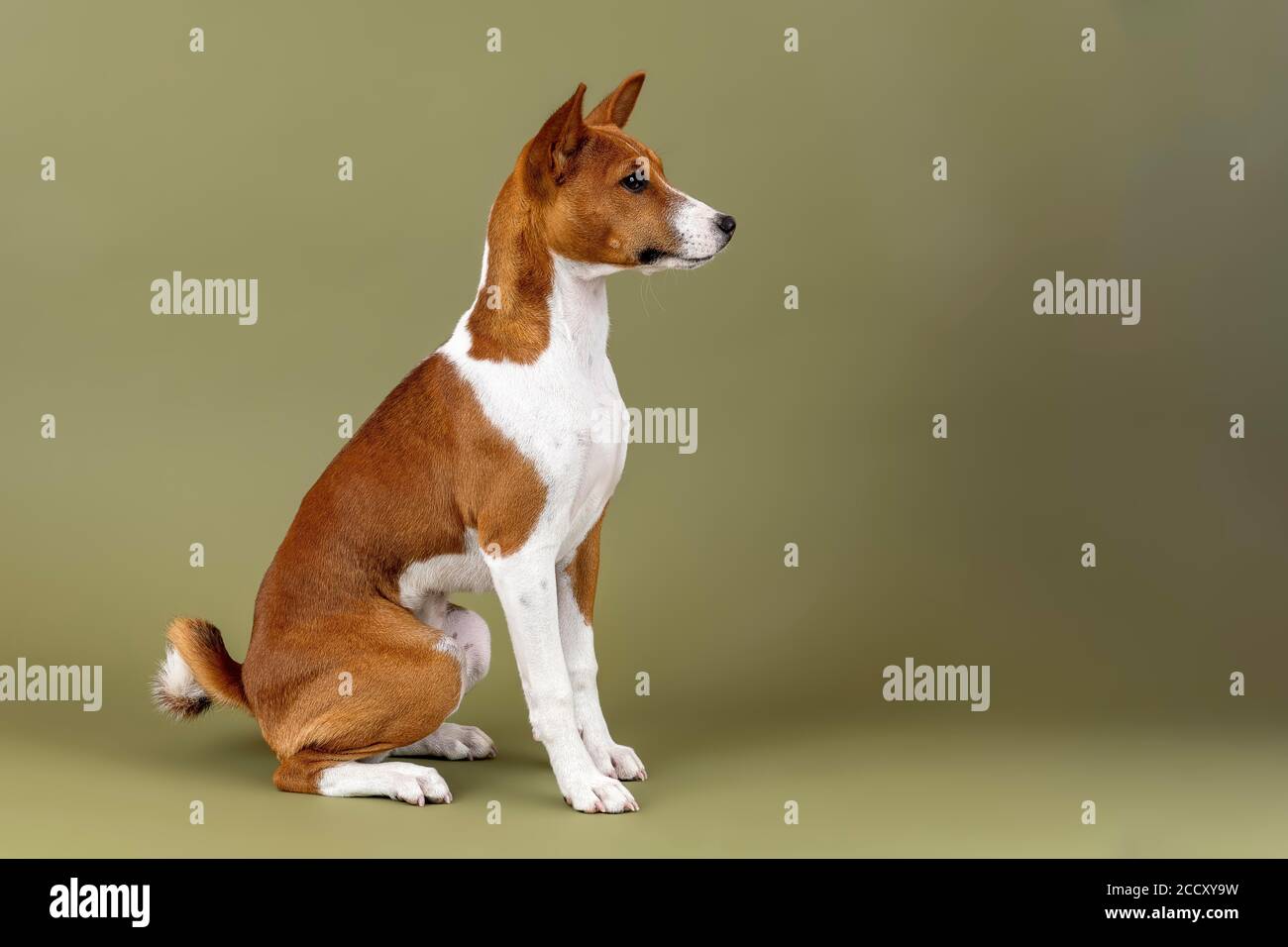 Basenji or Congo Terrier (Canis lupus familiaris), sitting, young animal, 6 months, red-white ...