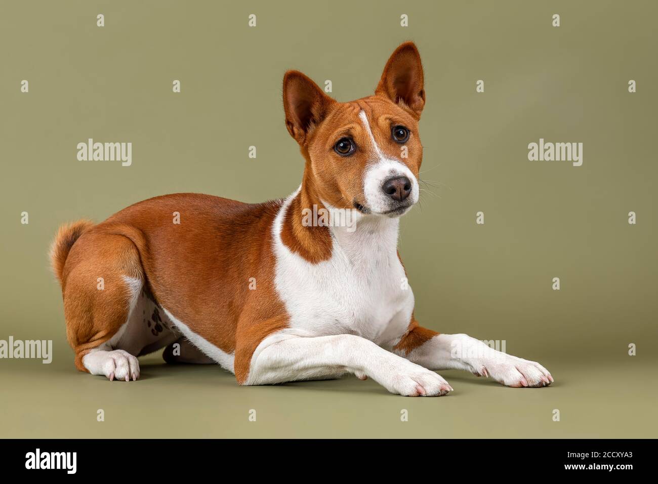 Basenji or Congo Terrier (Canis lupus familiaris), lying, young animal ...