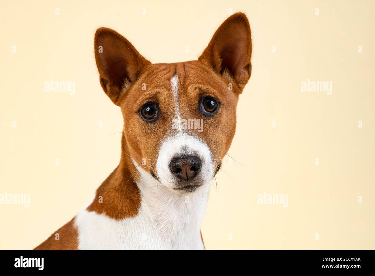 Basenji or Congo Terrier (Canis lupus familiaris), young animal, animal ...