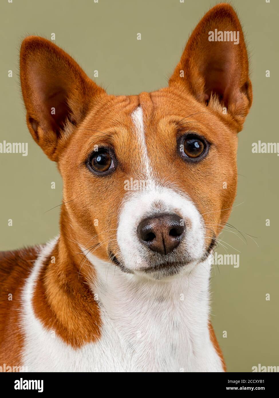 Basenji or Congo Terrier (Canis lupus familiaris), animal portrait ...
