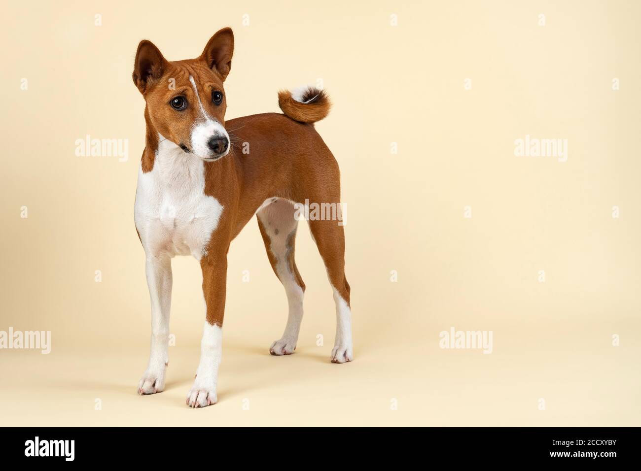 Congo Terrier High Resolution Stock Photography and Images - Alamy