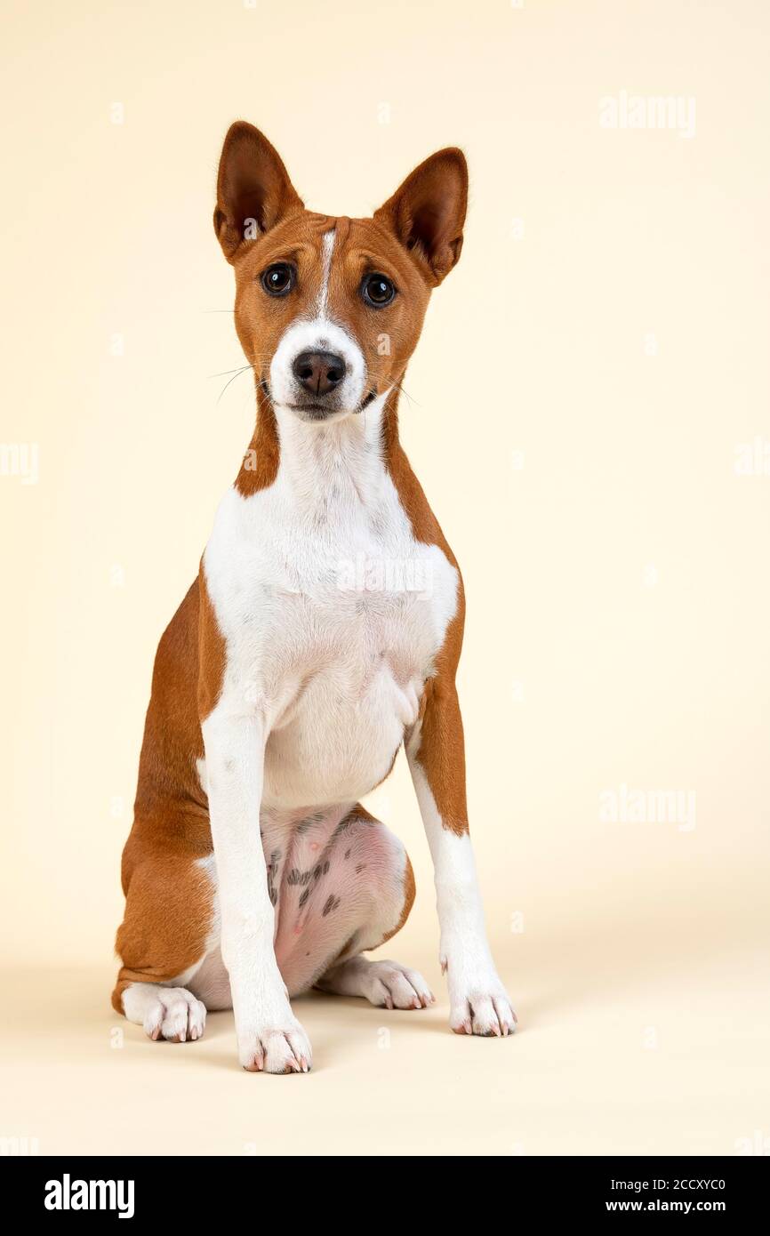 Basenji or Congo Terrier (Canis lupus familiaris), young animal, sitting, 6 months, red-white ...