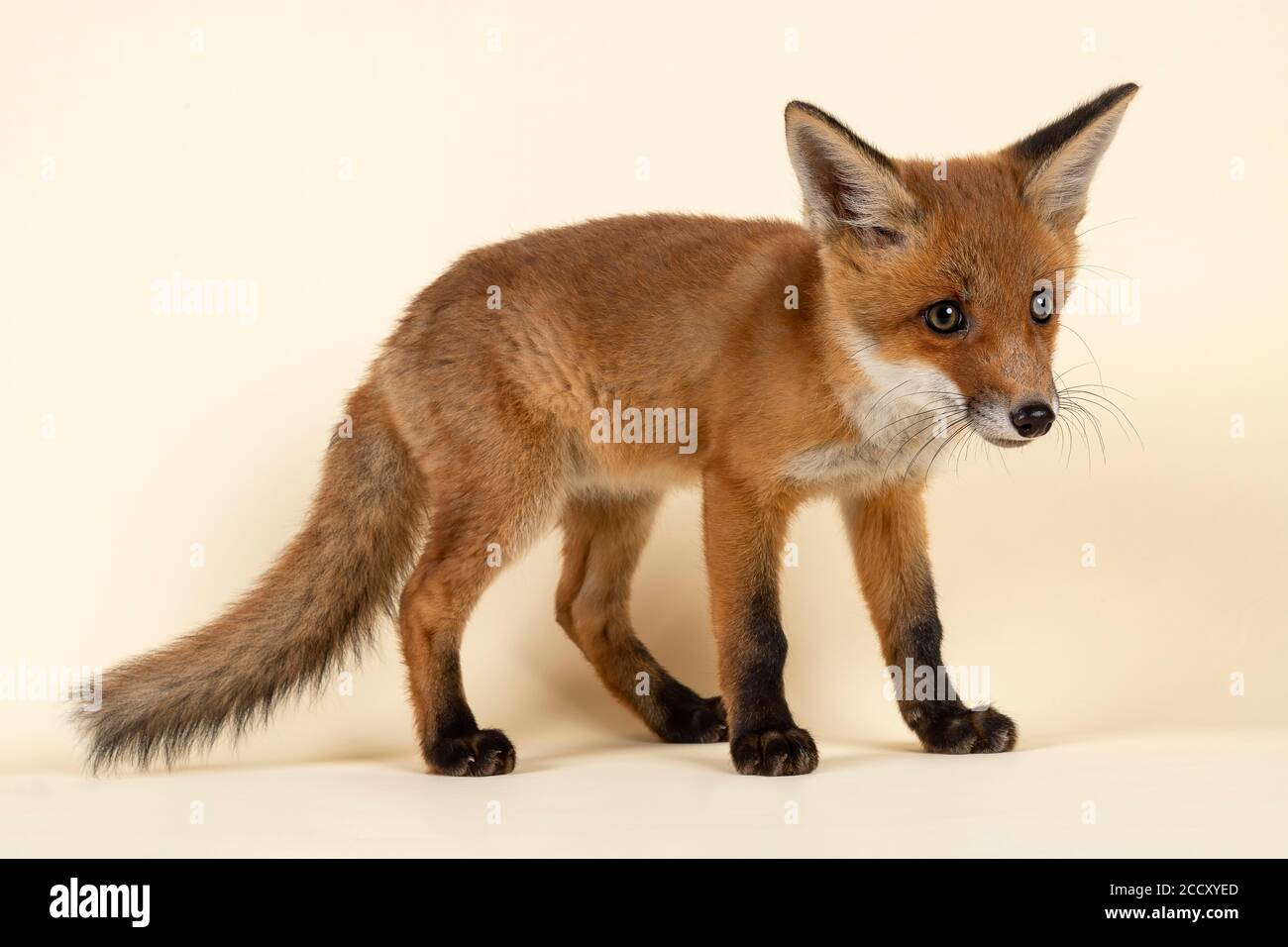 Red fox (Vulpes vulpes), stands relaxed, young animal, captive, 8 weeks ...
