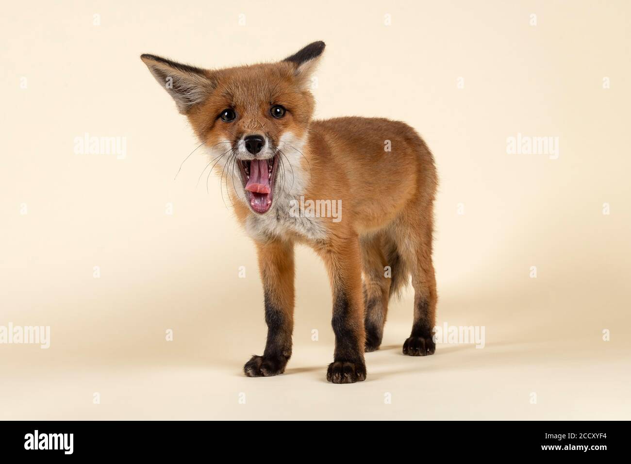 Red fox (Vulpes vulpes), with open mouth, young animal, captive, 8 ...