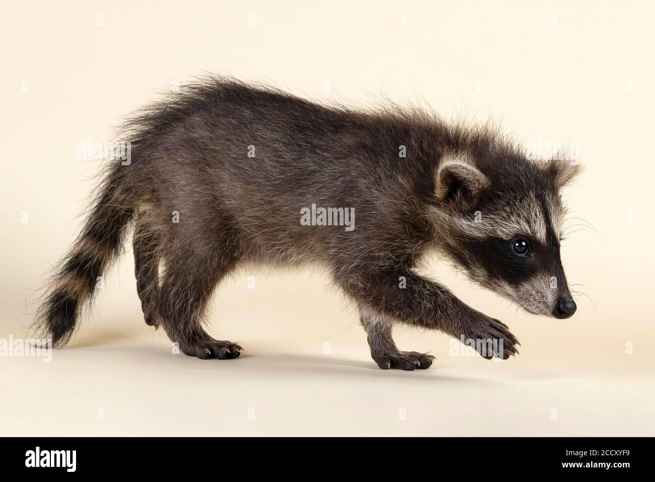Raccoon (Procyon lotor), runs to the left, young animal, captive, 8 ...