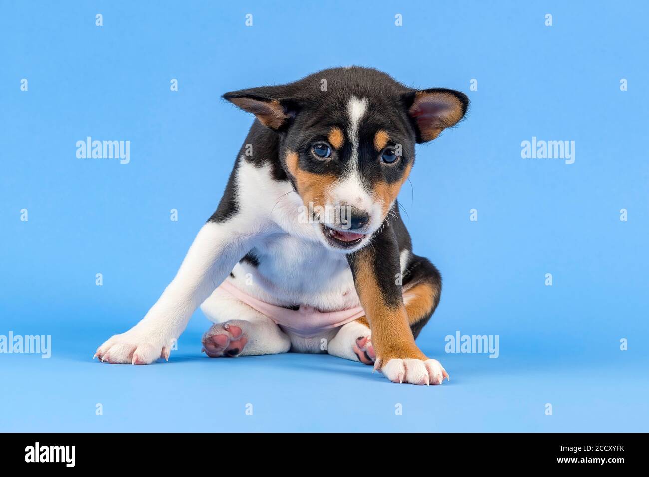 Basenji or Congo Terrier (Canis lupus familiaris), young animal, 6 ...