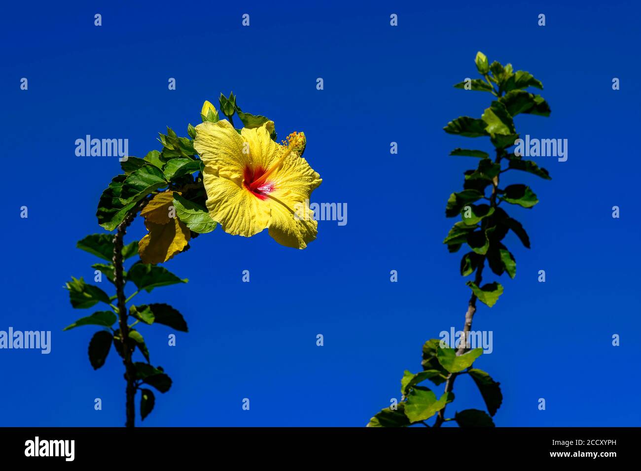 Hibiscus flower, Rainbow Falls, Hilo, Big Island, Hawaii Stock Photo ...