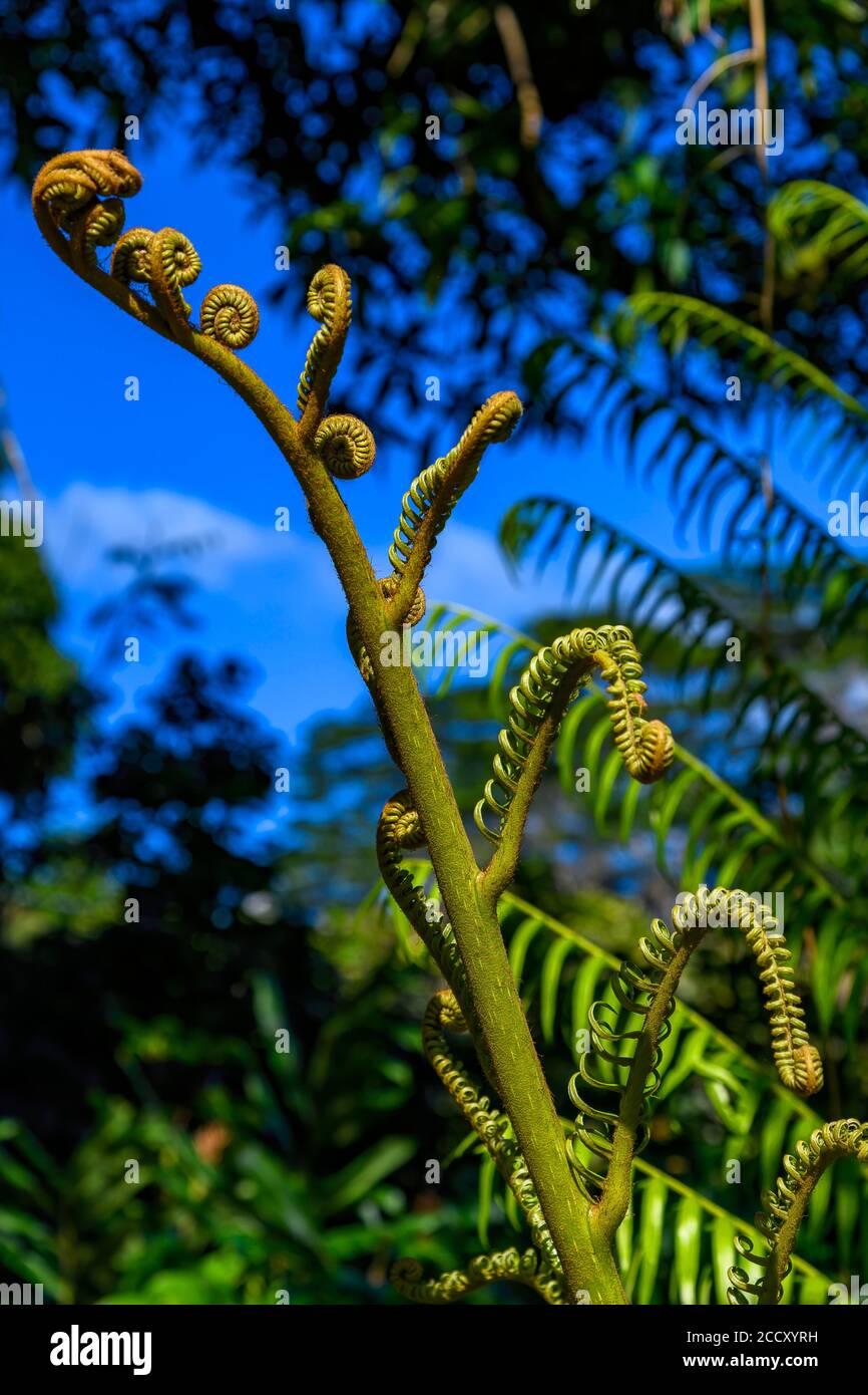 Tree fern, Rainbow Falls, Hilo, Big Island, Hawaii Stock Photo - Alamy