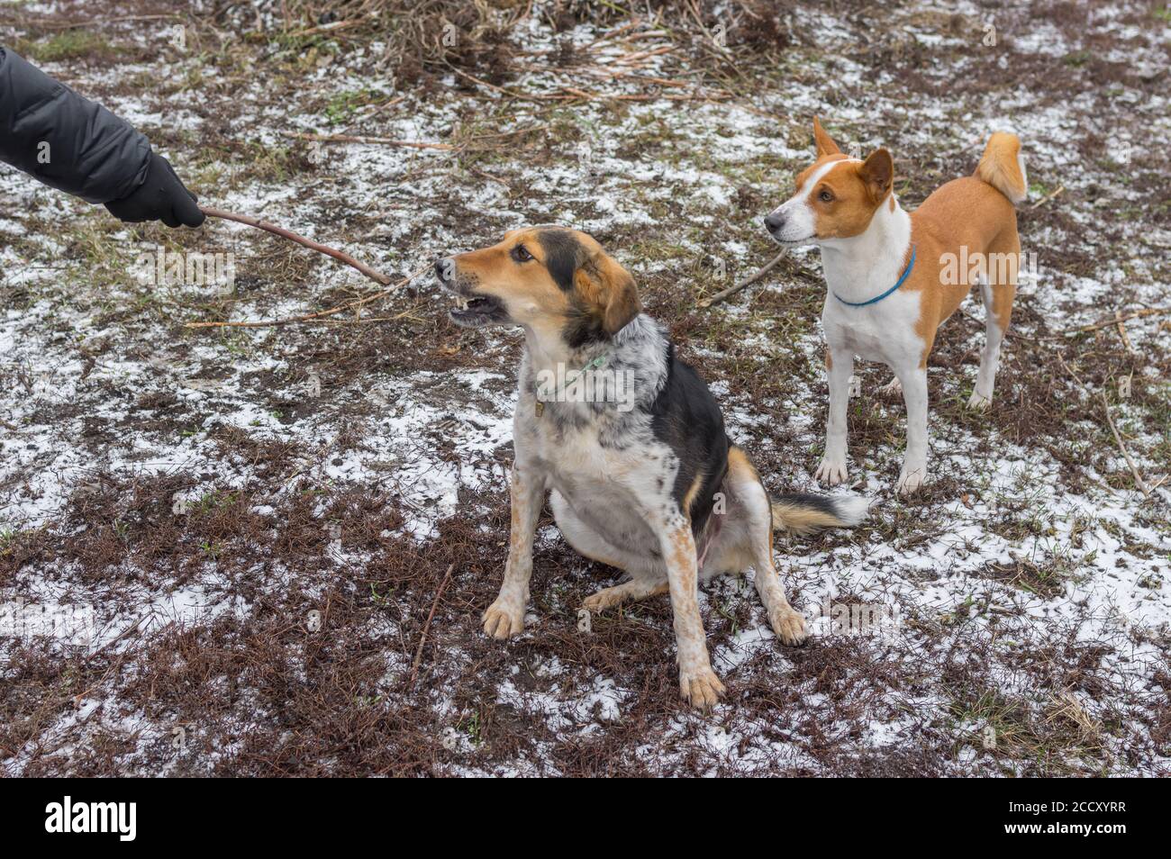 Master training Basenji male dog and mixed breed female dog to perform ...