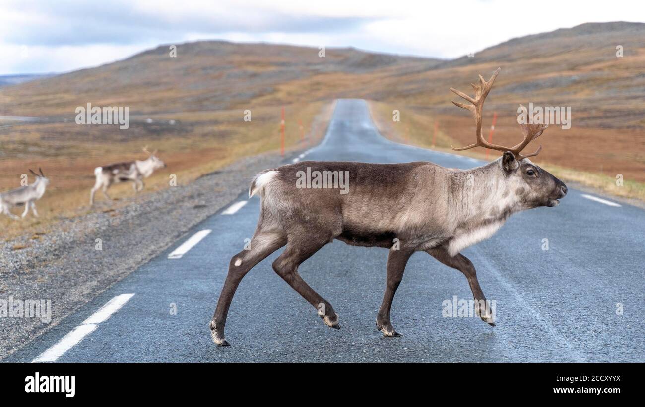 Reindeer rangifer tarandus crosses road hi-res stock photography and ...