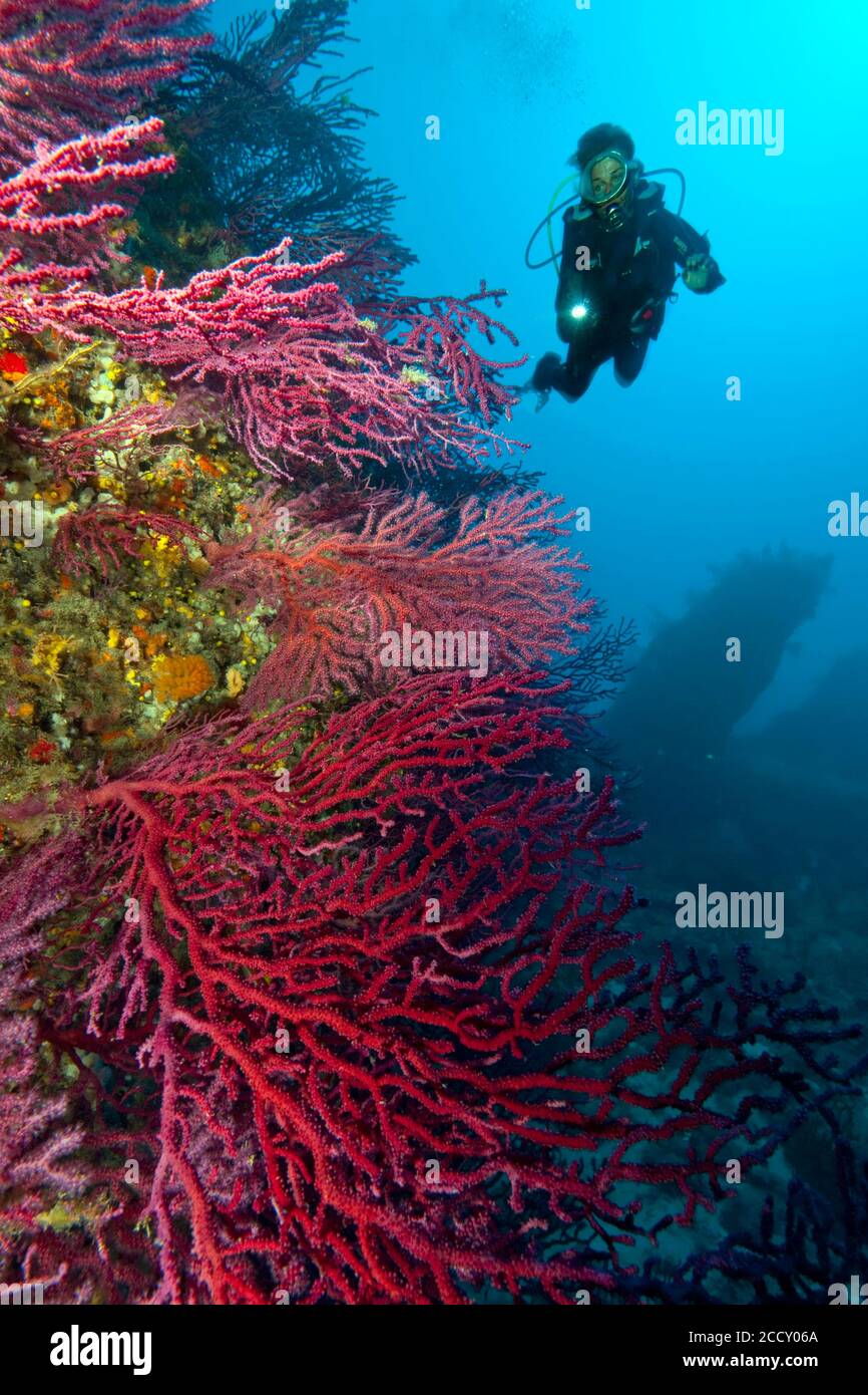 Underwater reef in the red sea hi-res stock photography and images - Alamy