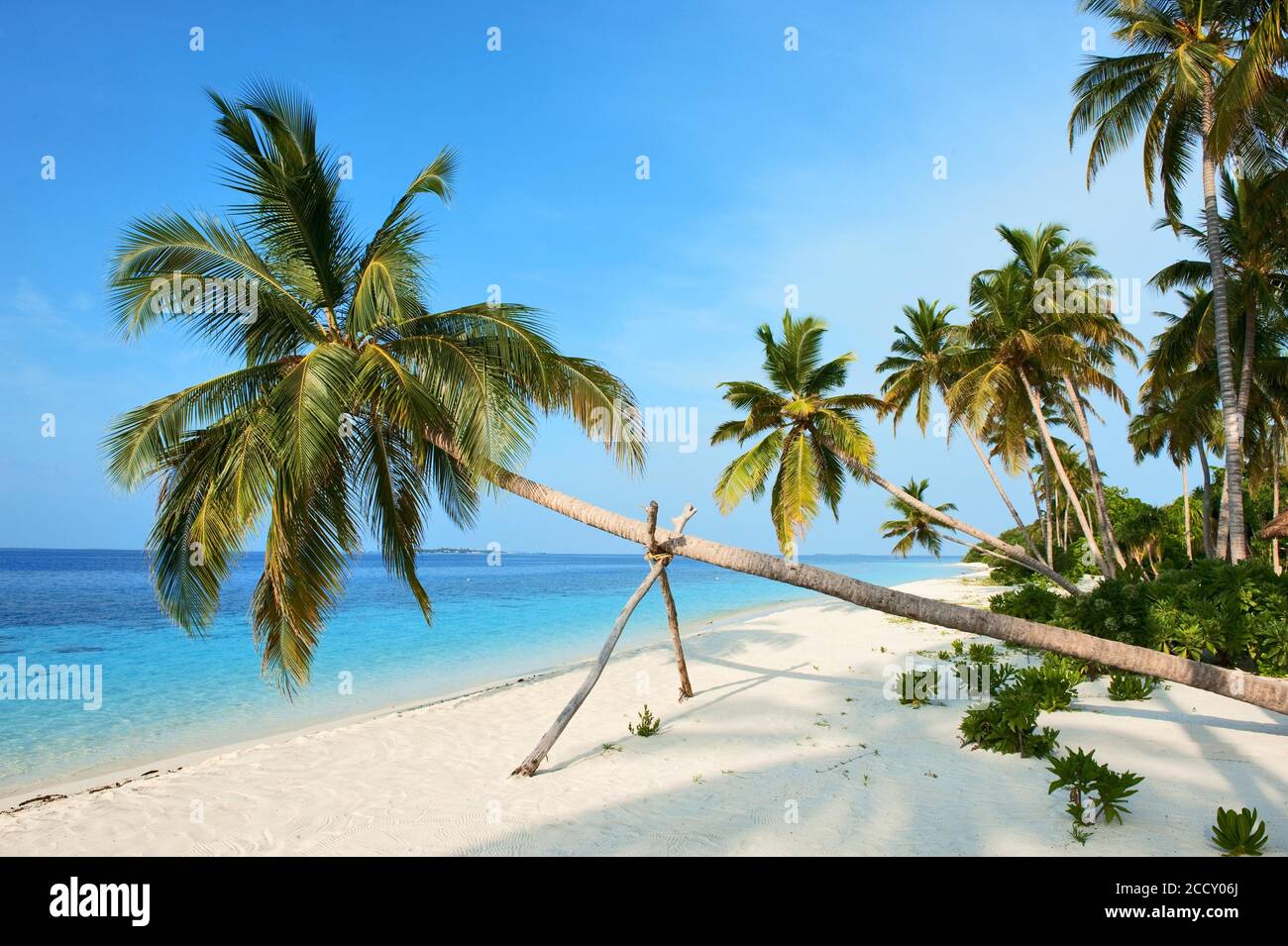Coconut palm (Cocos nucifera ) with support beam, Filaidhoo, Raa Atoll ...