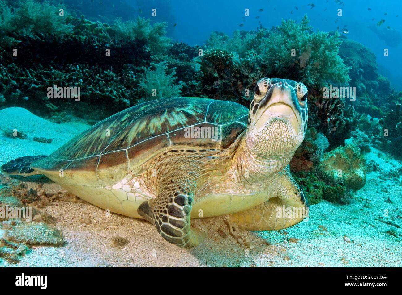 Green turtle (Chelonia mydas), , Philippines, Lake Philippines Stock ...