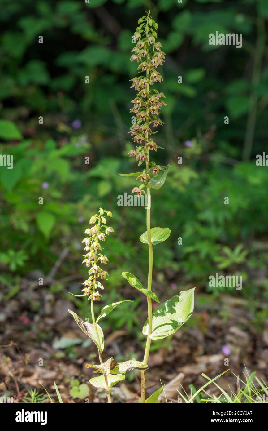 Broad-leaved helleborine (Epipactis helleborine ) Baden-Wuerttemberg ...