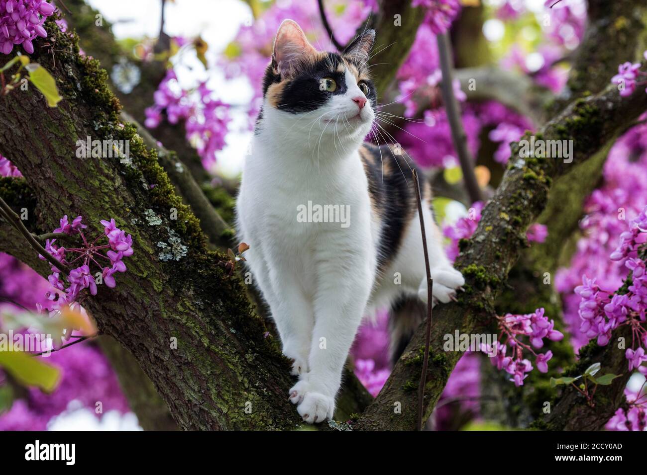 Cat (Felis catus), tricolored, lucky , climbing on flowering Judas tree ...