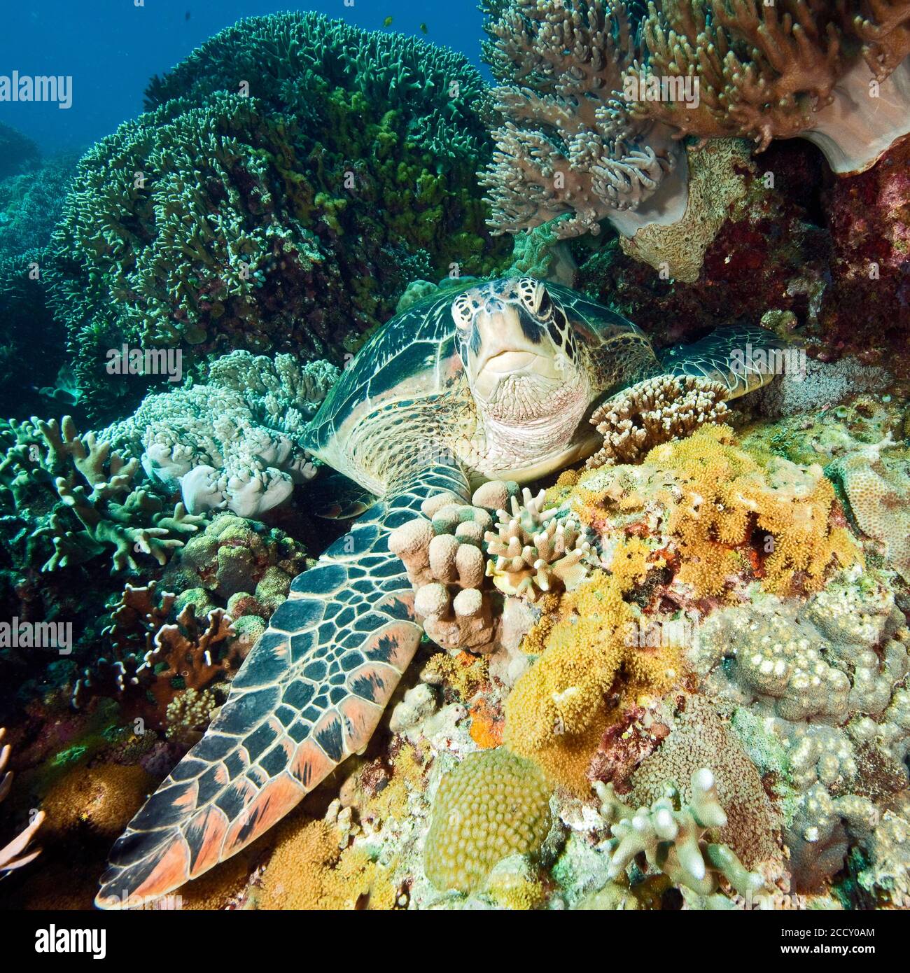 Green turtle (Chelonia mydas), , Philippines, Lake Philippines Stock ...