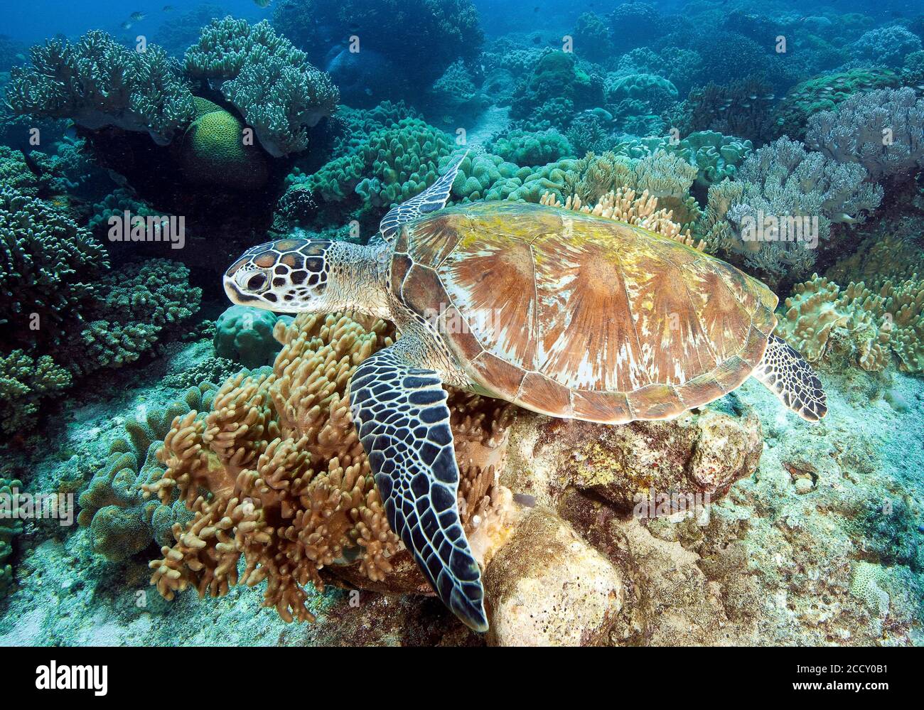 Green turtle (Chelonia mydas), , Philippines, Lake Philippines Stock ...