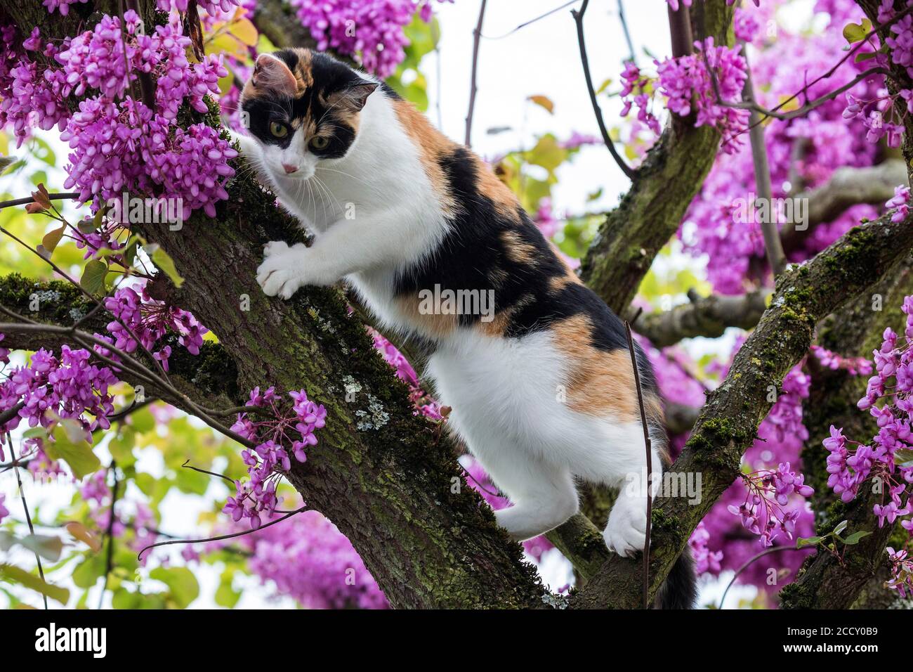 Cat (Felis catus), tricolored, lucky , climbing on flowering Judas tree ...