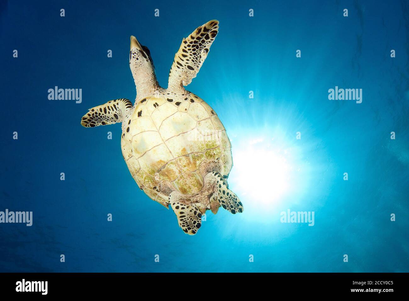 Hawksbill sea turtle (Eretmochelys imbricata), Egypt, Red Sea Stock ...