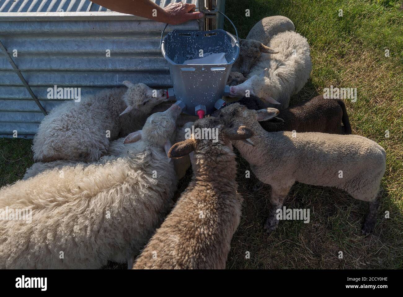Drinking Thirsty Sheep High Resolution Stock Photography and Images - Alamy