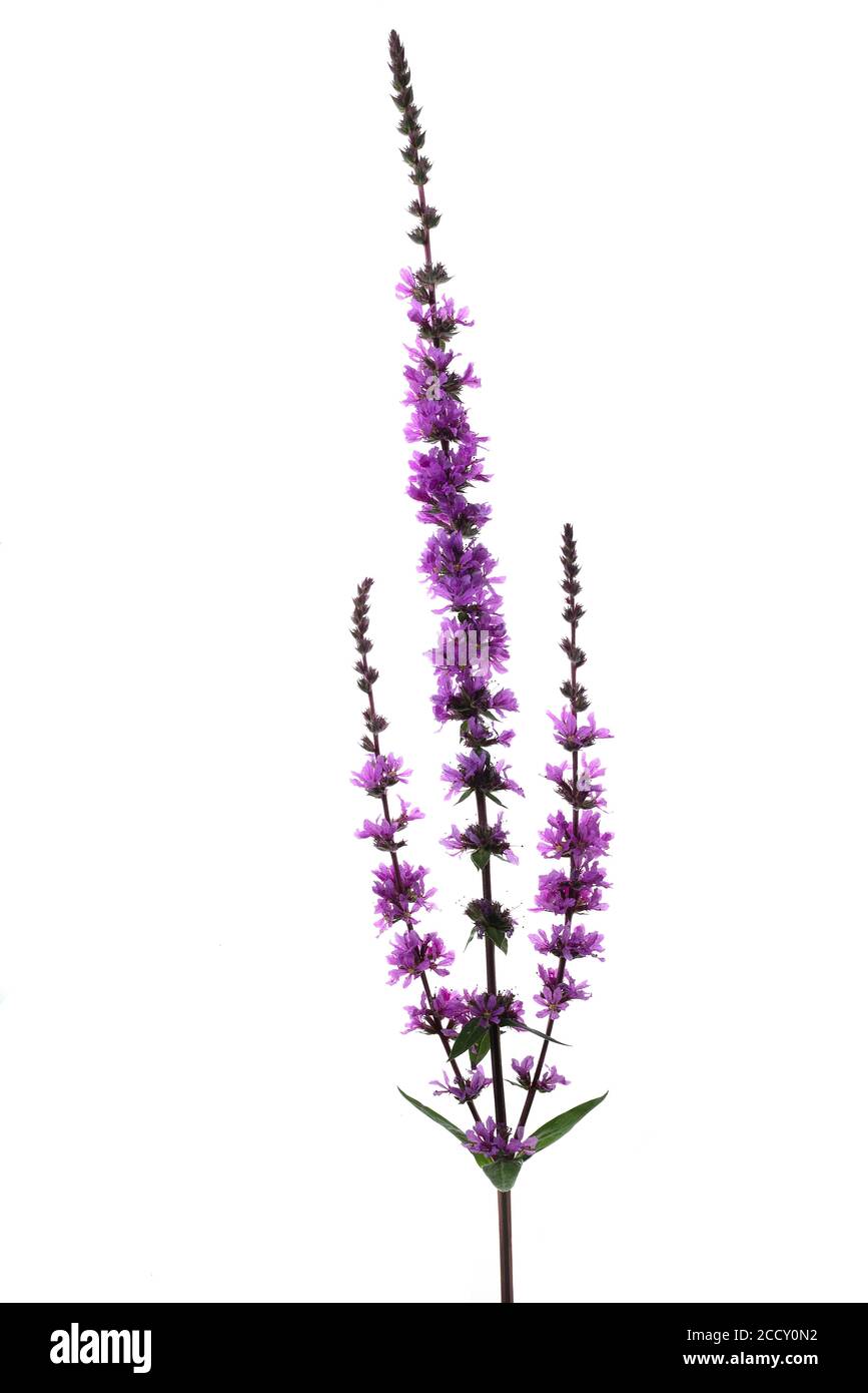 Purple Loosestrife Diagram