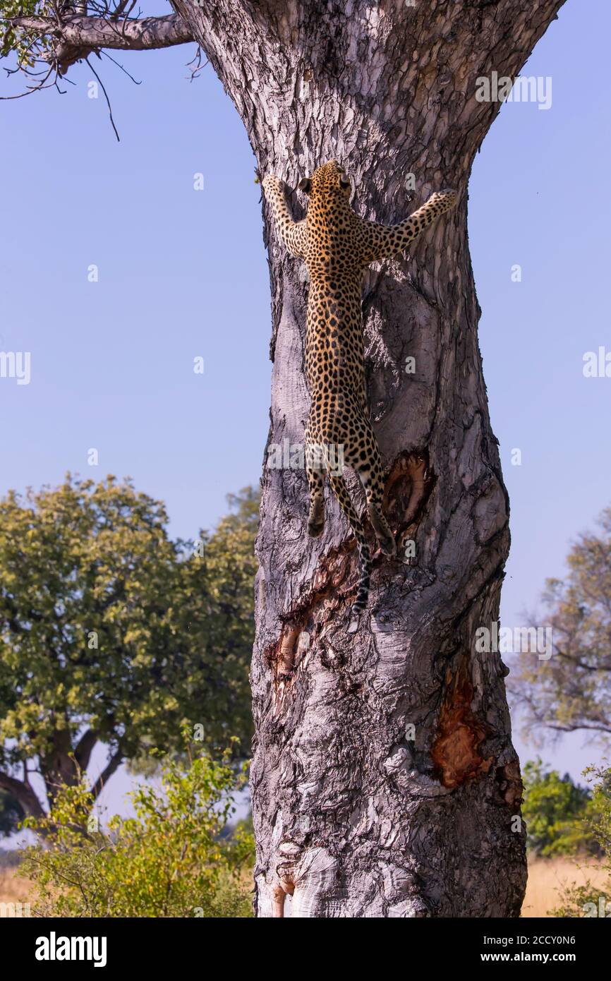 Leopard (Panthera pardus ), Female climbing tree trunk, Okavango Delta ...