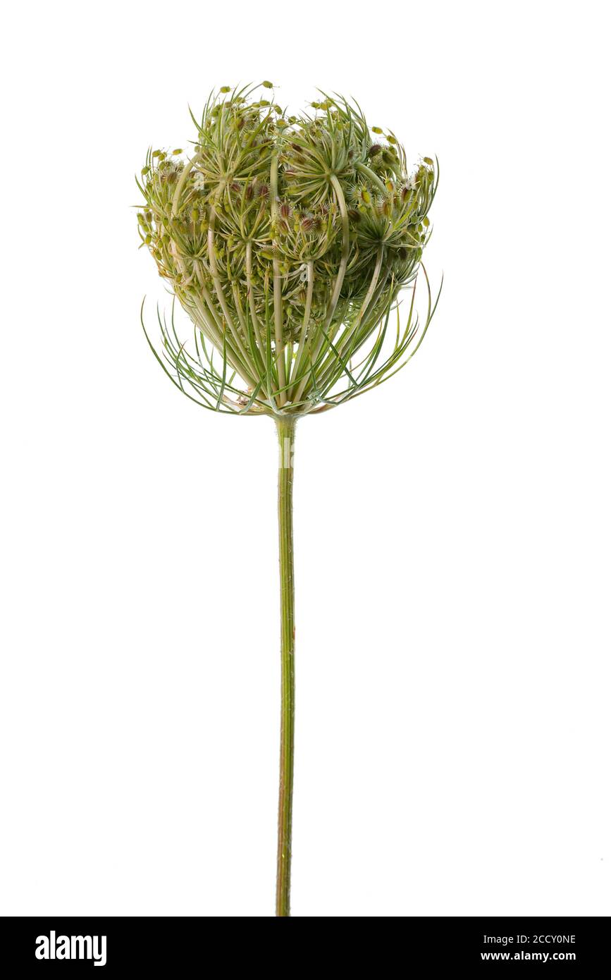 Nest-shaped rolled fruit umbel of the wild carrot (Daucus carota subsp ...