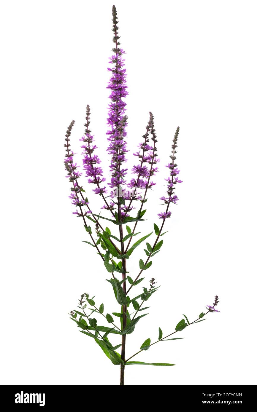 Purple loosestrife (Lythrum salicaria) on white background, Germany ...
