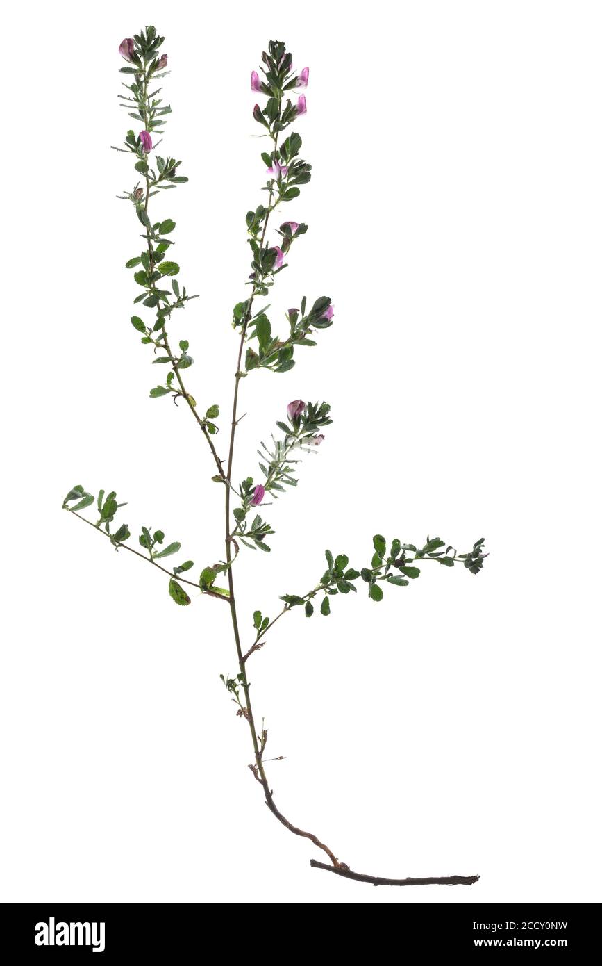 Common restharrow (Ononis repens) on white background, Germany Stock ...