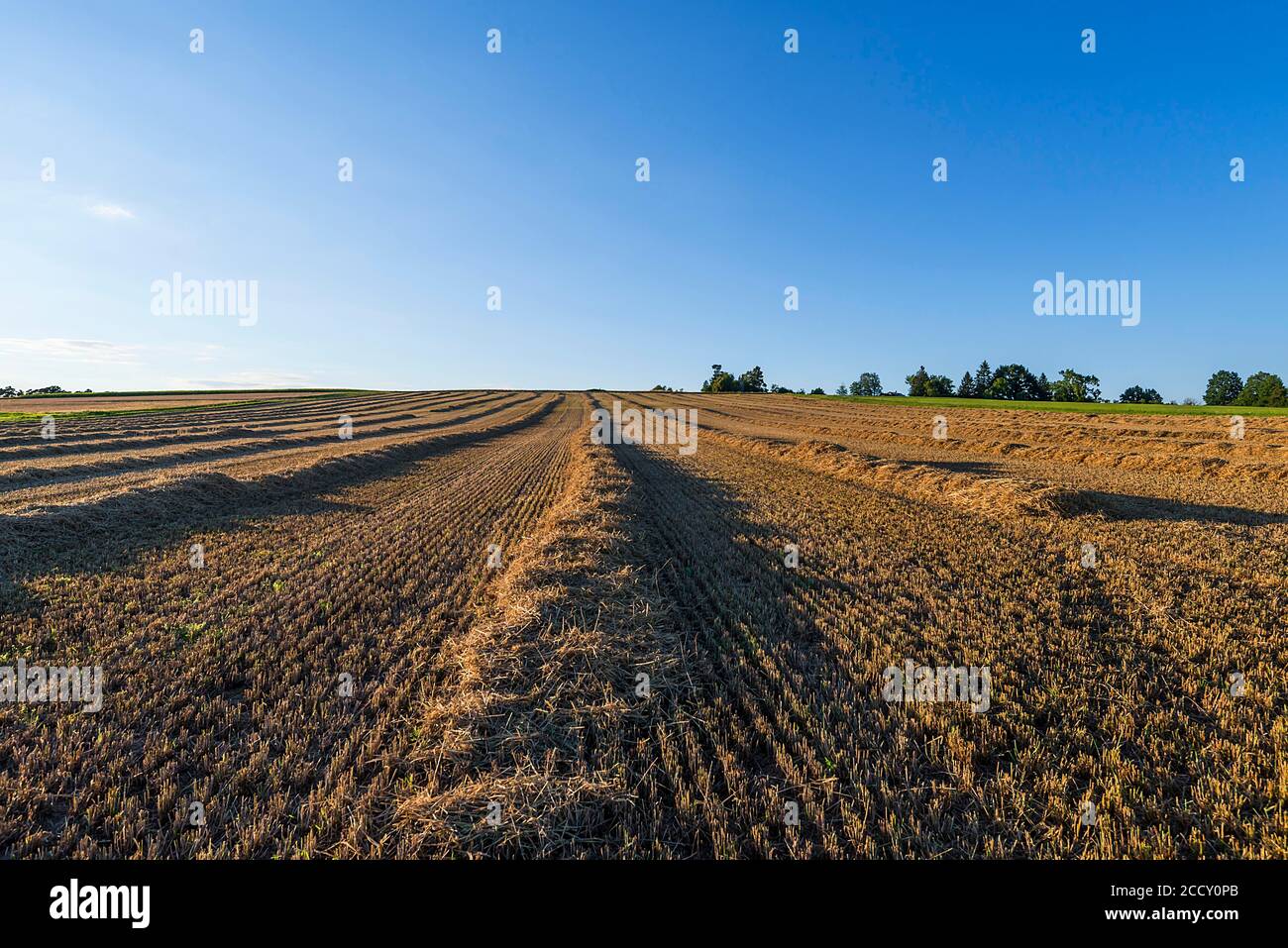 Rows of straw on a harvested barley field, Franconia, Bavaria, Germany ...