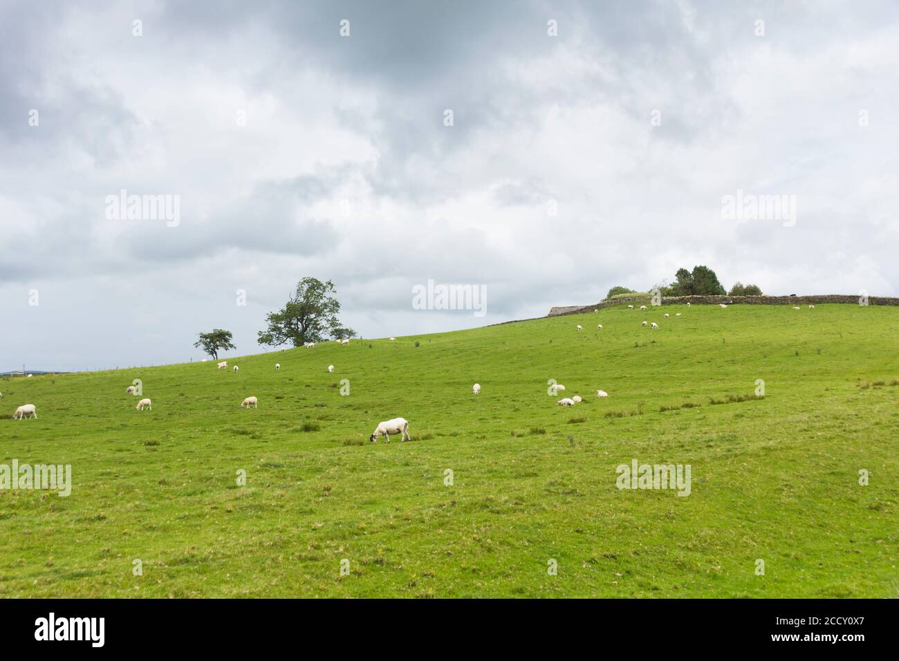 Upland farm sheep hi-res stock photography and images - Alamy