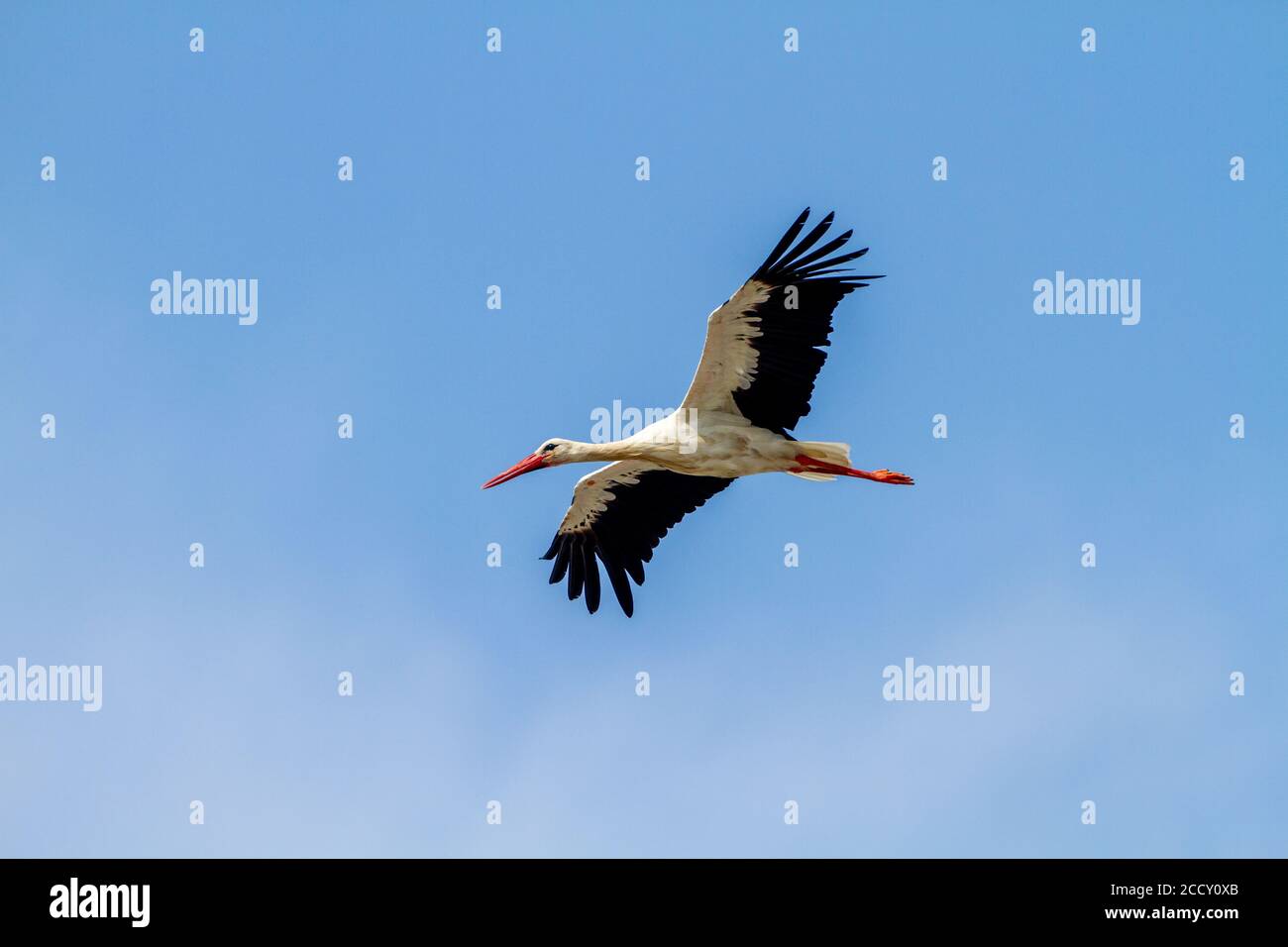 Migration Of Storks High Resolution Stock Photography and Images - Alamy