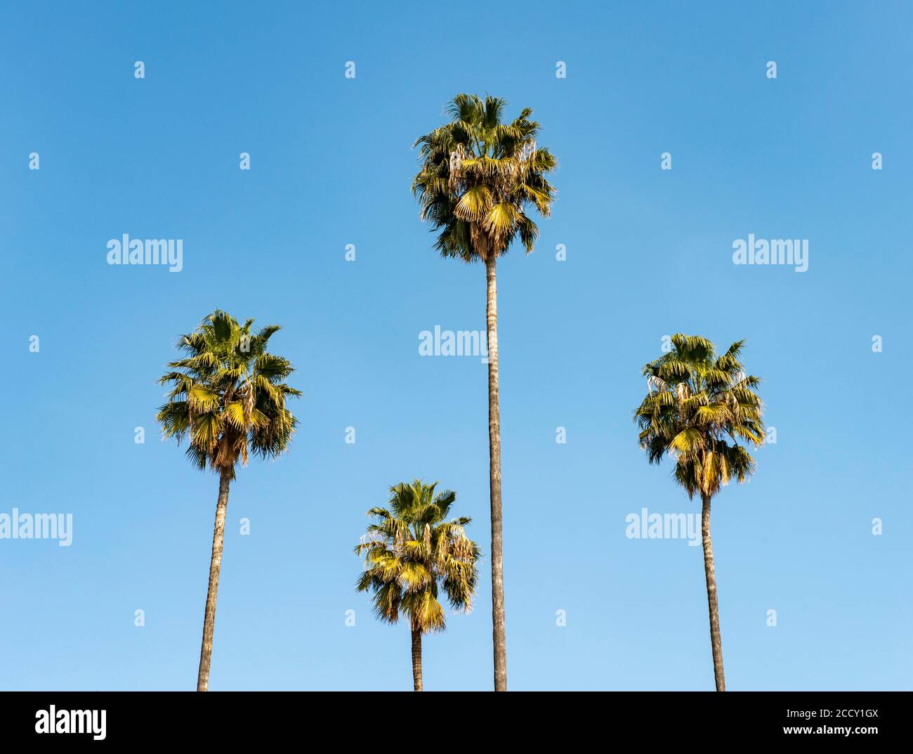 Four palm trees against a blue sky hi-res stock photography and images ...